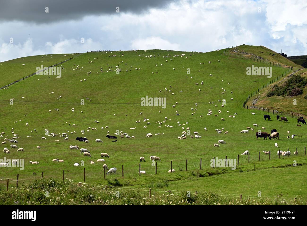 Sheep and cows grazing on a hillside in the Tweed valley, Walkerburn ...