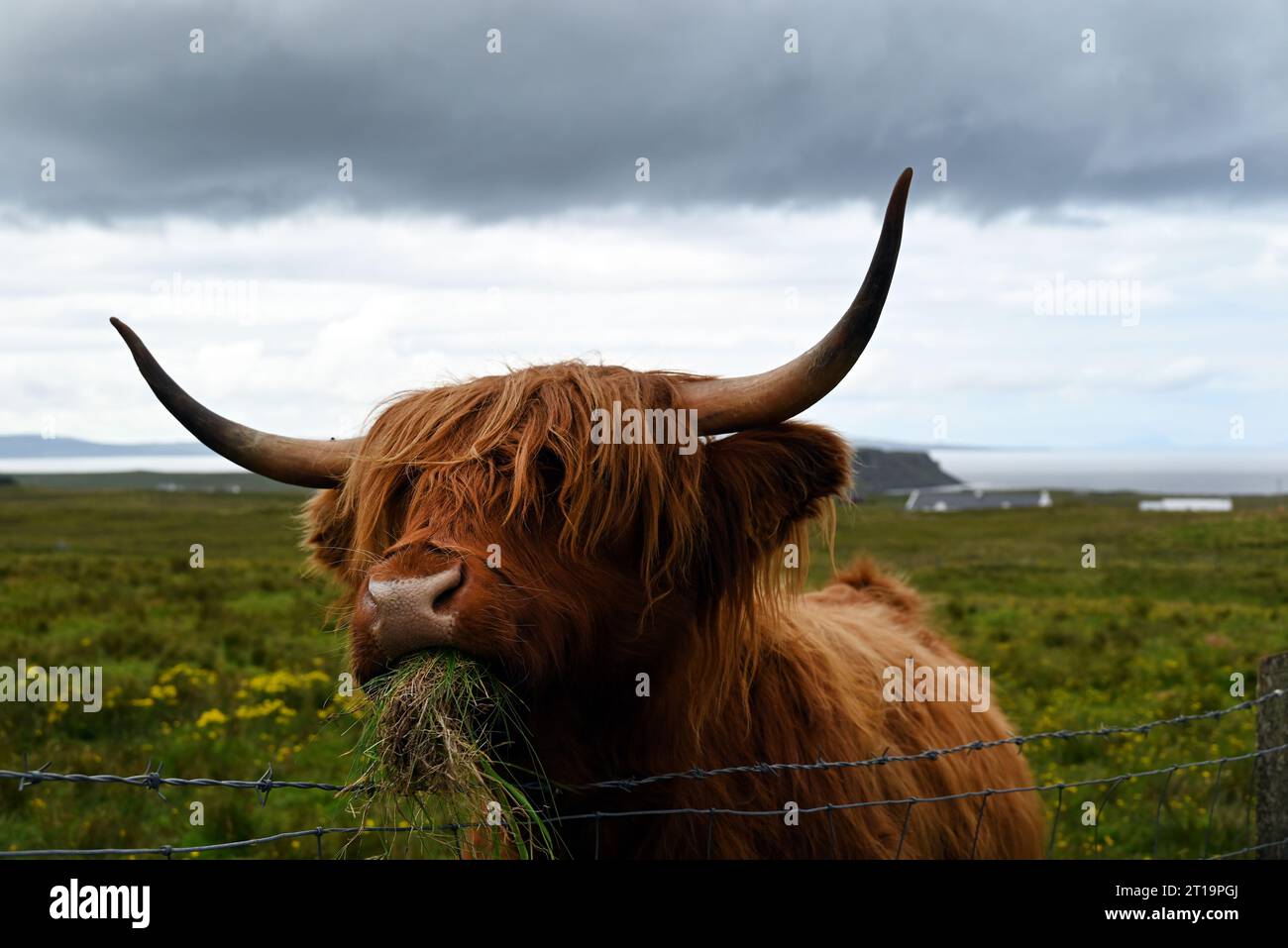 Good looking cow hi-res stock photography and images - Alamy