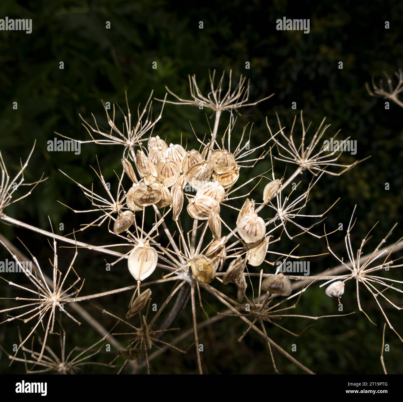 Seed head of Hogweed wild plant Stock Photo - Alamy