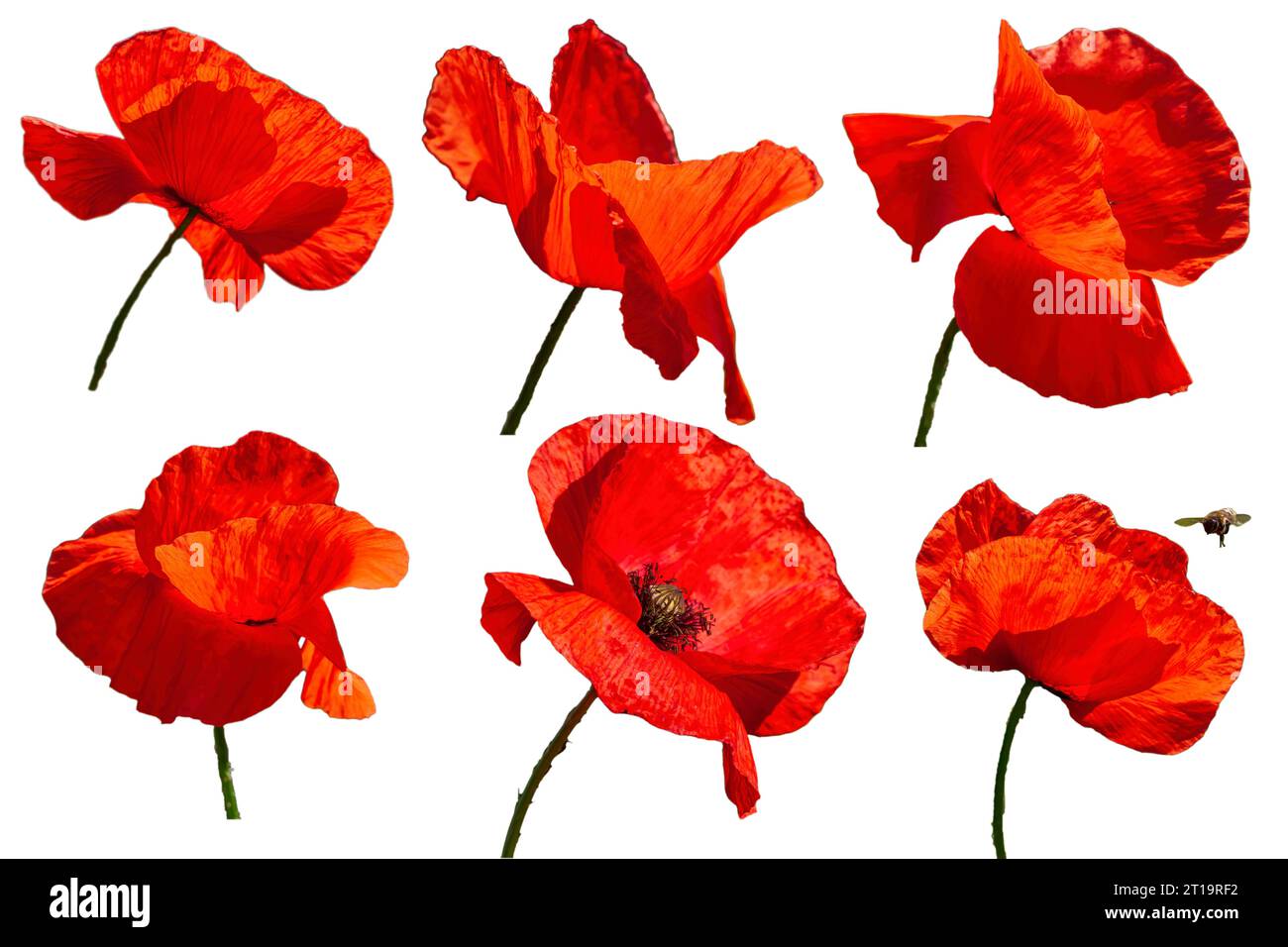 Collection of six red poppy flowers, side view, isolate Stock Photo - Alamy