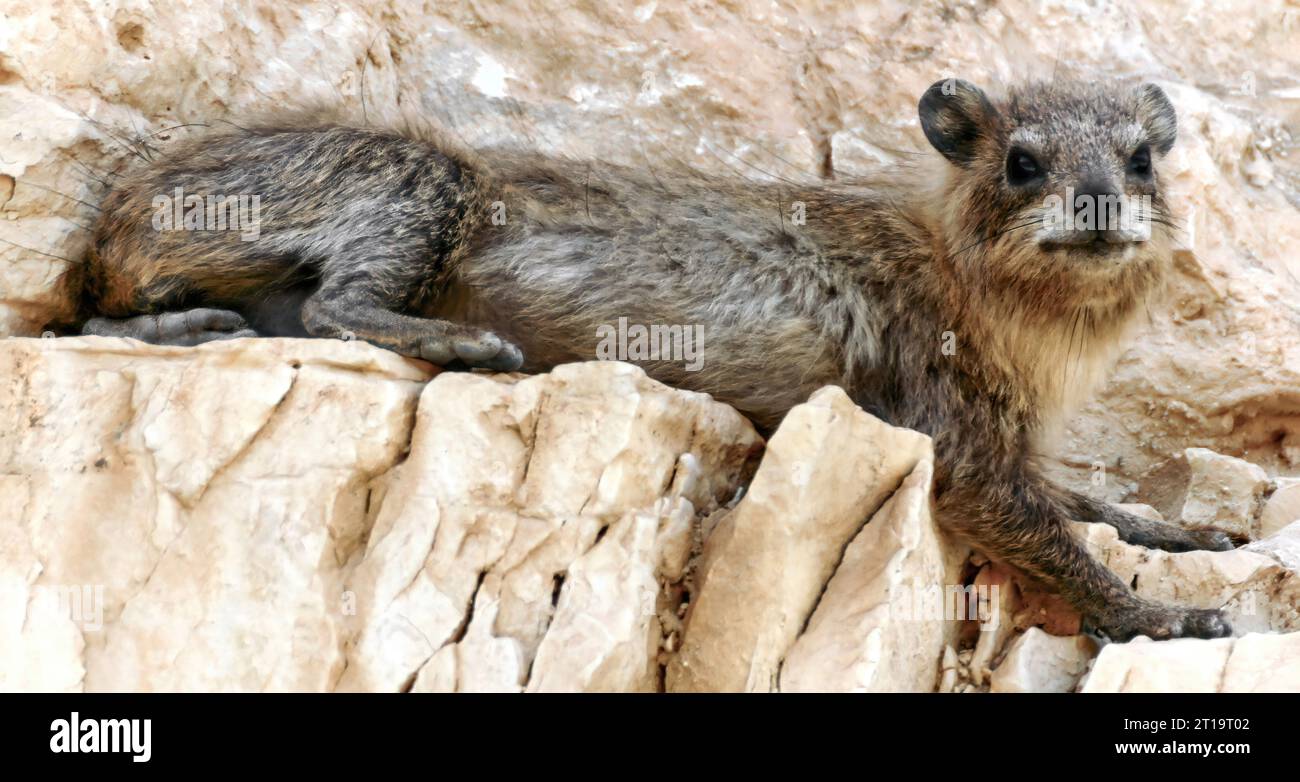 Israel rock hyraxes hi-res stock photography and images - Alamy