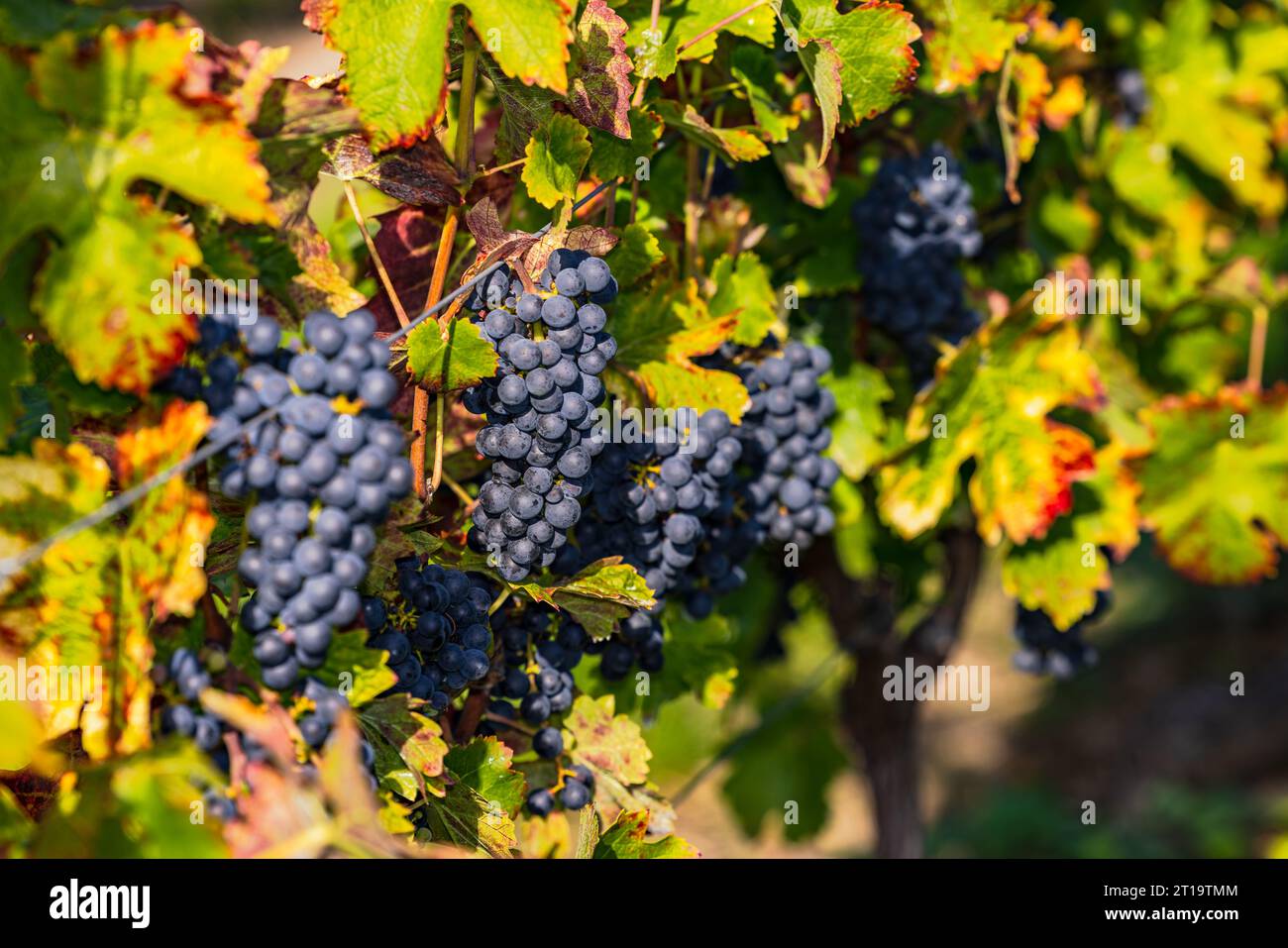 Ripe blue grapes on an old vine in a vineyard in autumn before the ...