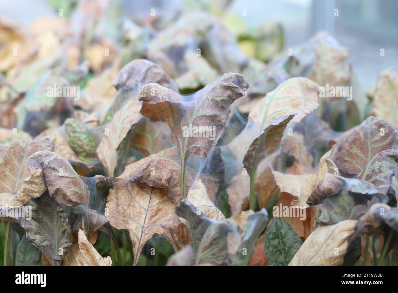 Red spider mite (Tetranychus urticae) pest infestation on leaves of ...