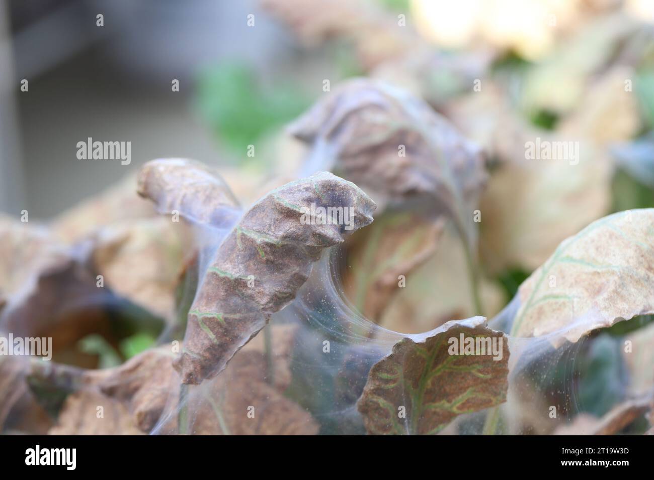 Red spider mite (Tetranychus urticae) pest infestation on leaves of ...