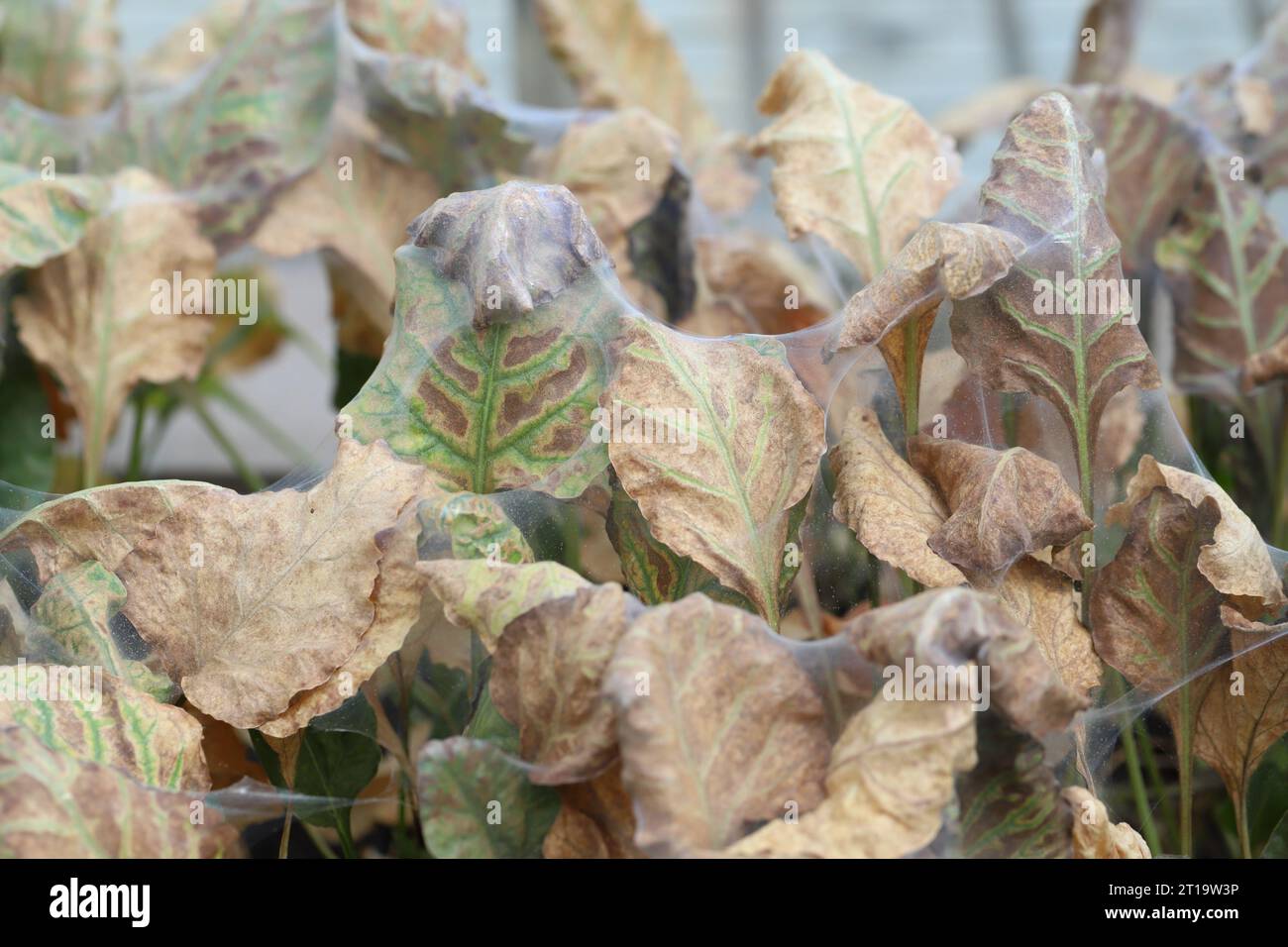 Red spider mite (Tetranychus urticae) pest infestation on leaves of ...