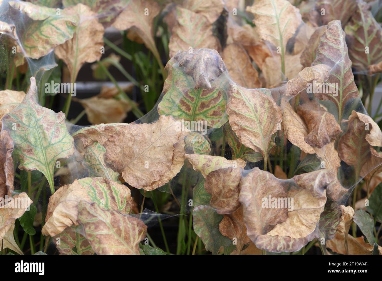 Red spider mite (Tetranychus urticae) pest infestation on leaves of ...