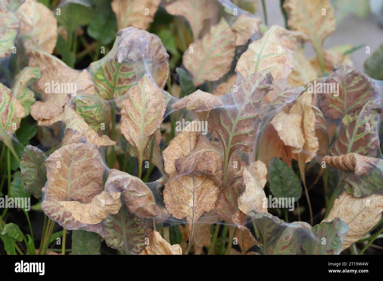 Red spider mite (Tetranychus urticae) pest infestation on leaves of ...