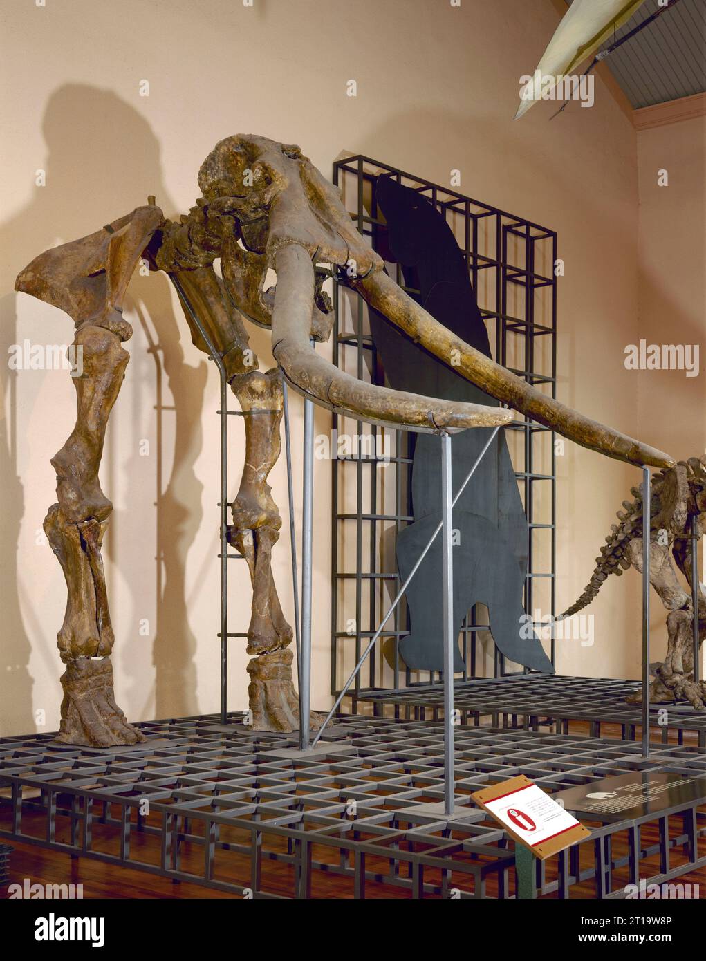 ELEFANTE ANTIGUO O PALAEOLOXODON(MAMUT)PLEISTOCENO(VILLAVERDE-MADRID ...