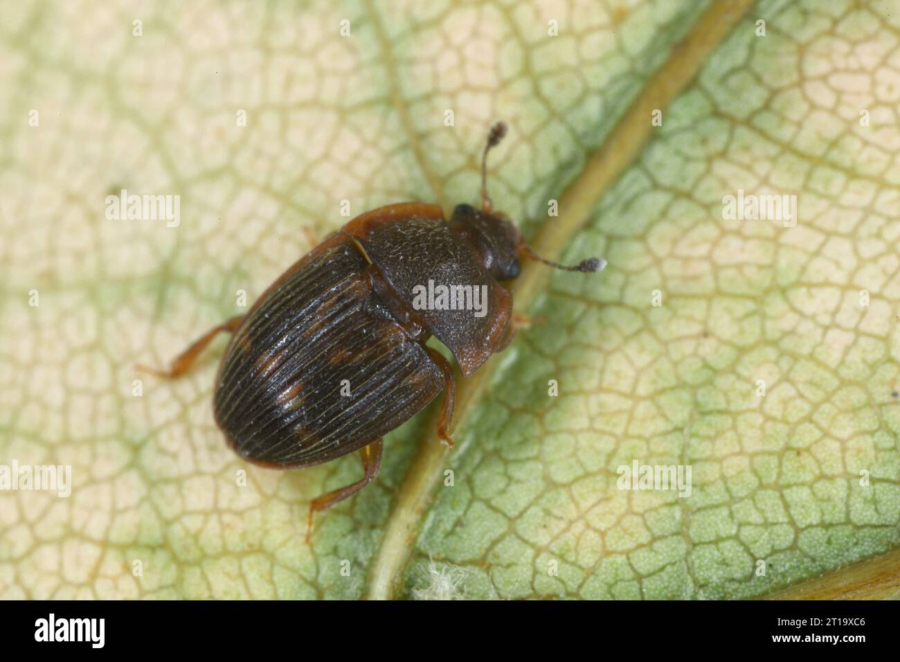 Invasive arthropods insects hi-res stock photography and images - Alamy