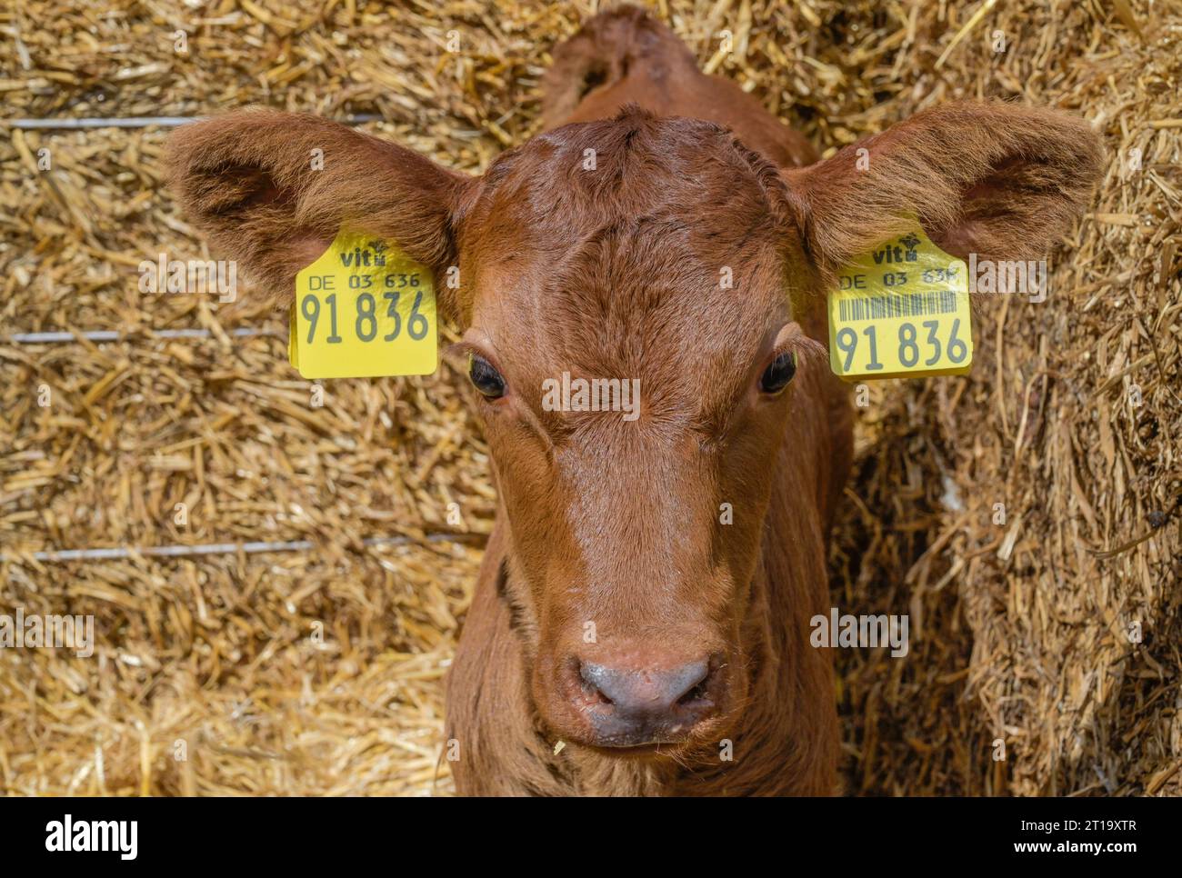 Heide jung hi-res stock photography and images - Alamy