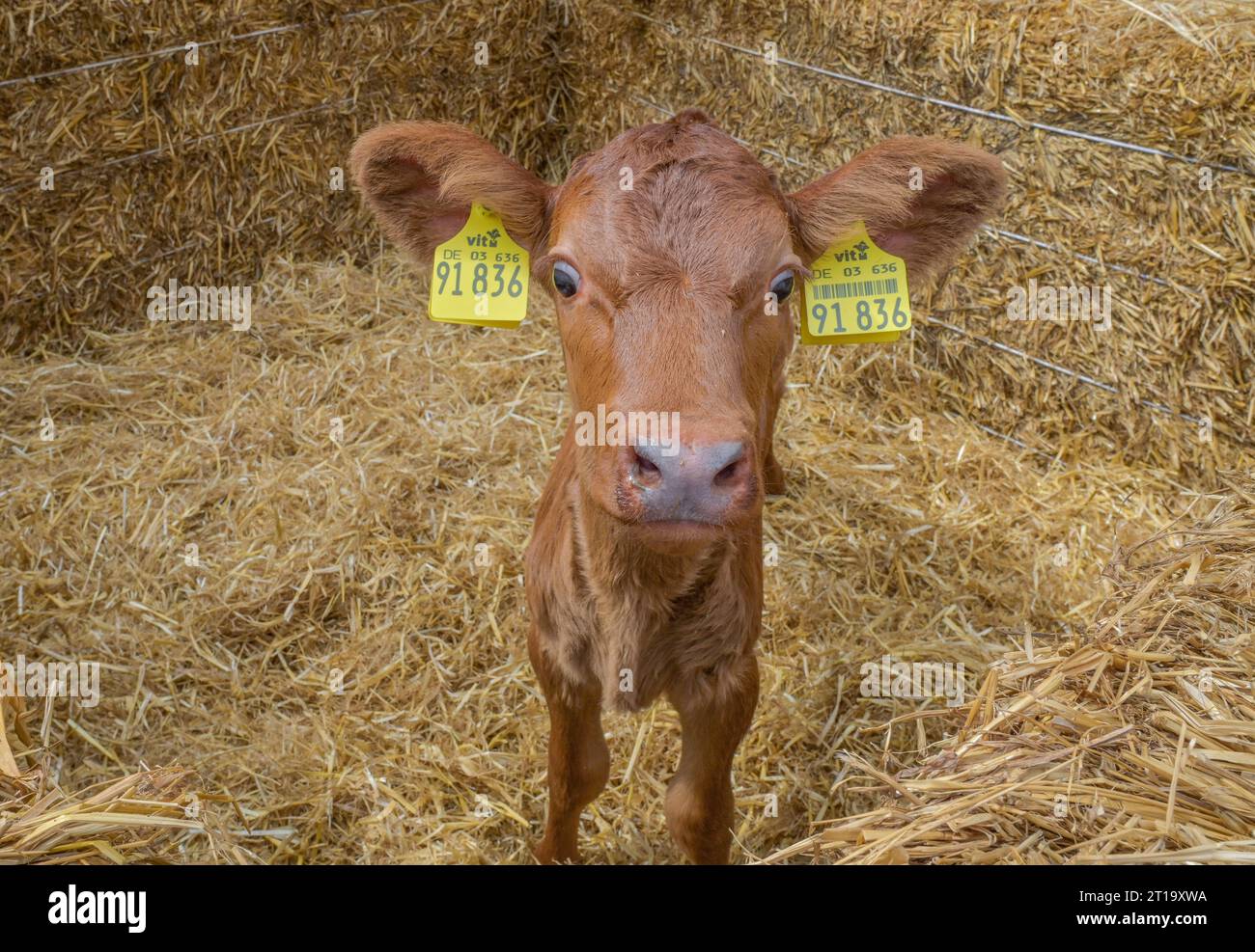 Heide jung hi-res stock photography and images - Alamy