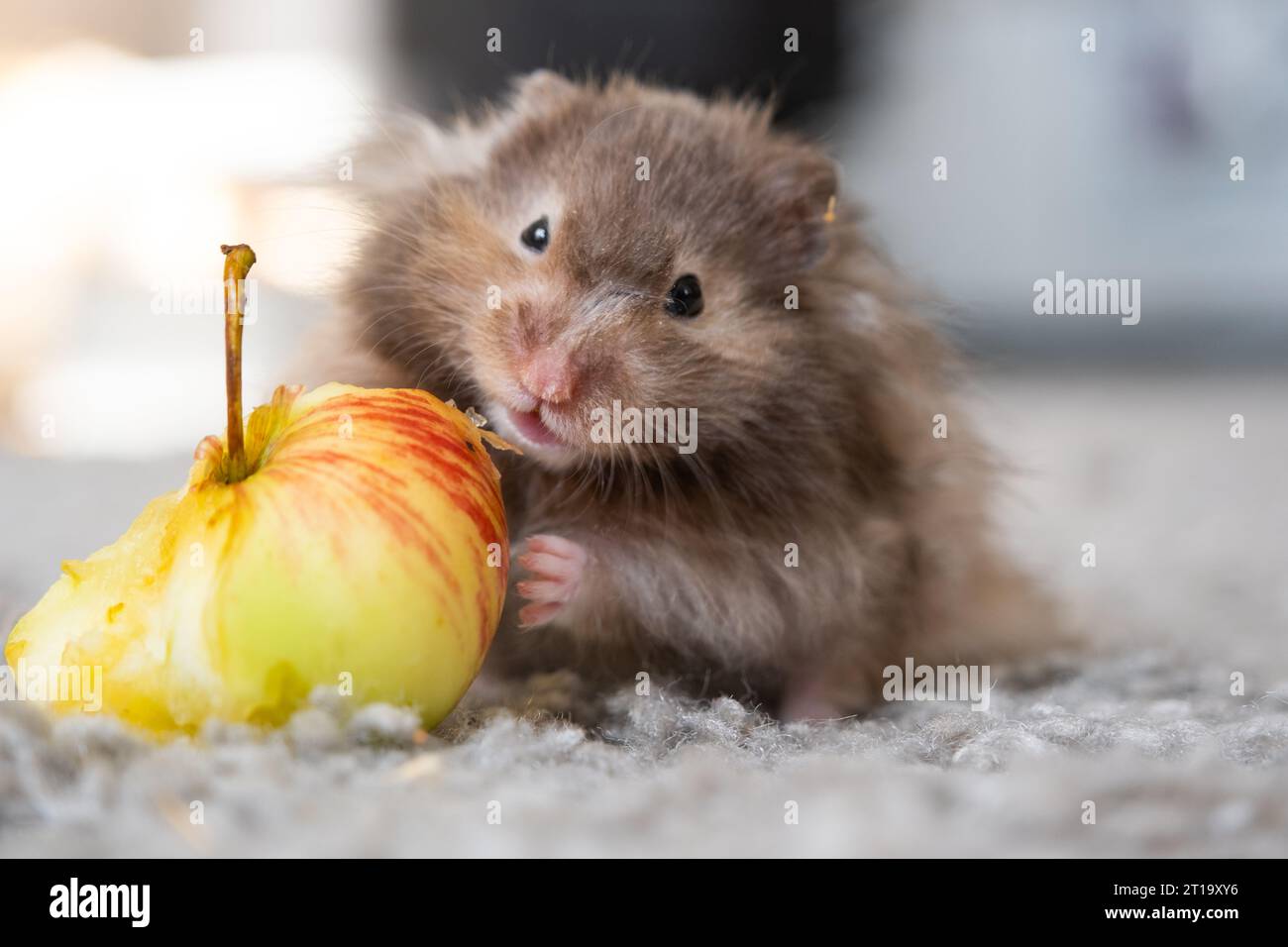 Funny fluffy Syrian hamster with an appetite eats apple, stuffs his ...
