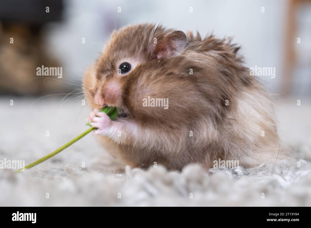 Funny fluffy Syrian hamster eats a green branch of clover, stuffs his ...