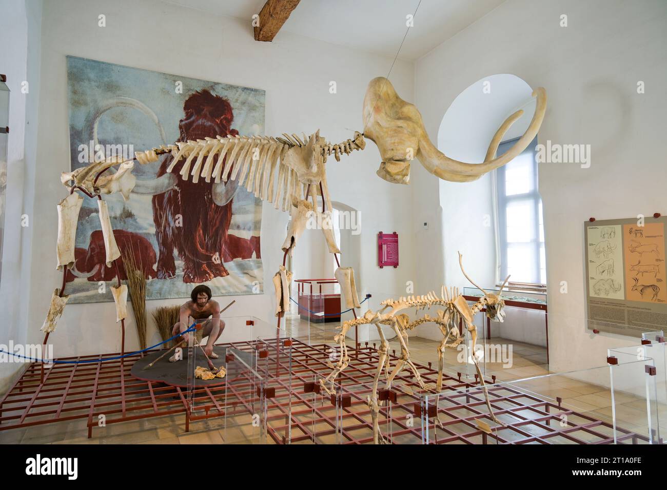 Skelett, Mammut, Museum für Ur- und Frühgeschichte, Willibaldsburg ...