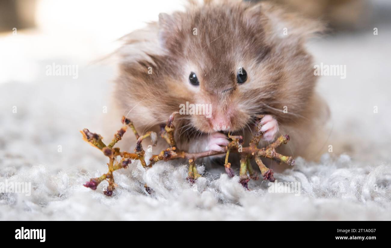 Funny fluffy Syrian hamster eats a green branch of clover, stuffs his ...
