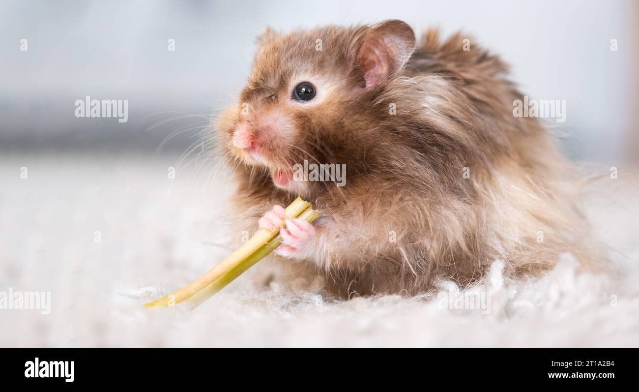 Funny fluffy Syrian hamster eats screaming, surprised with his mouth ...