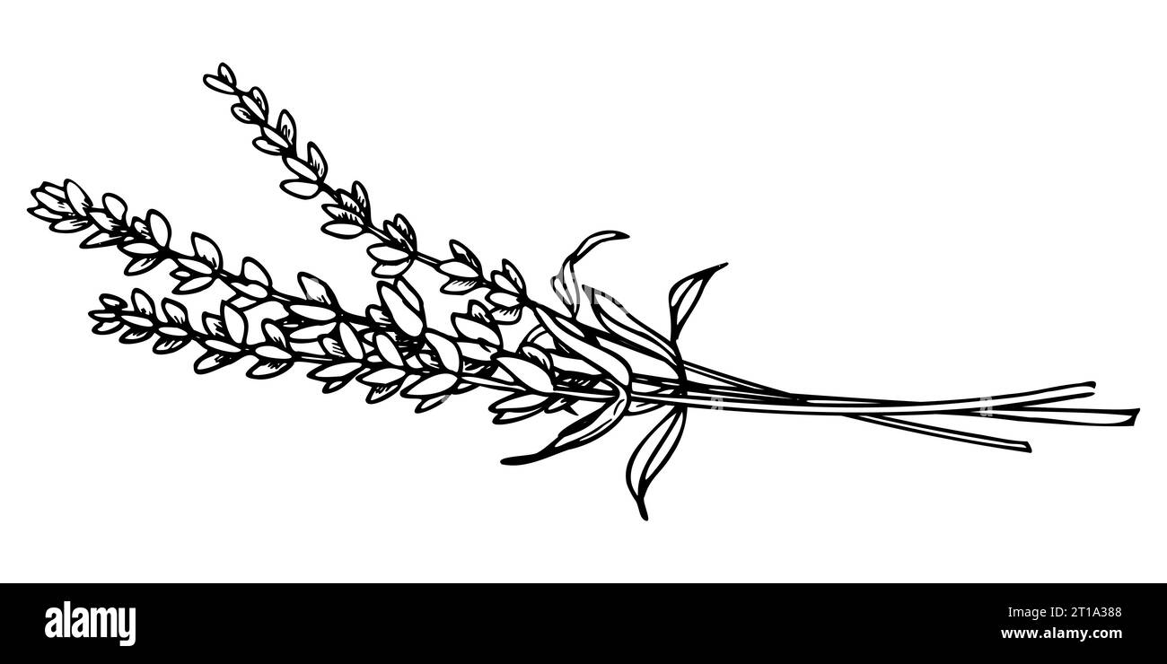 Bouquet of Lavender Flowers. Hand drawn vector illustration of Provence ...