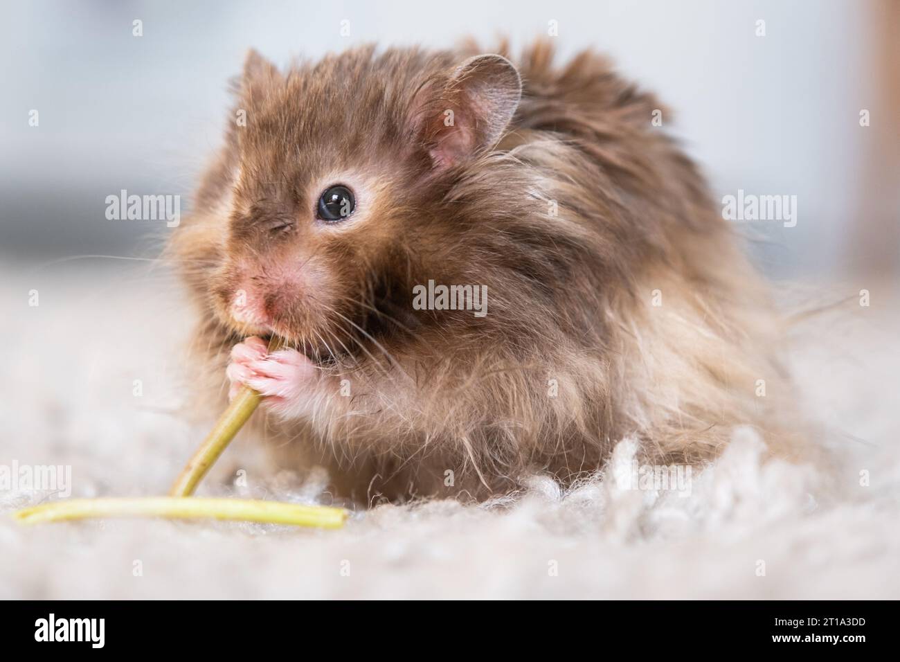 Funny fluffy Syrian hamster eats a green branch of clover, stuffs his ...