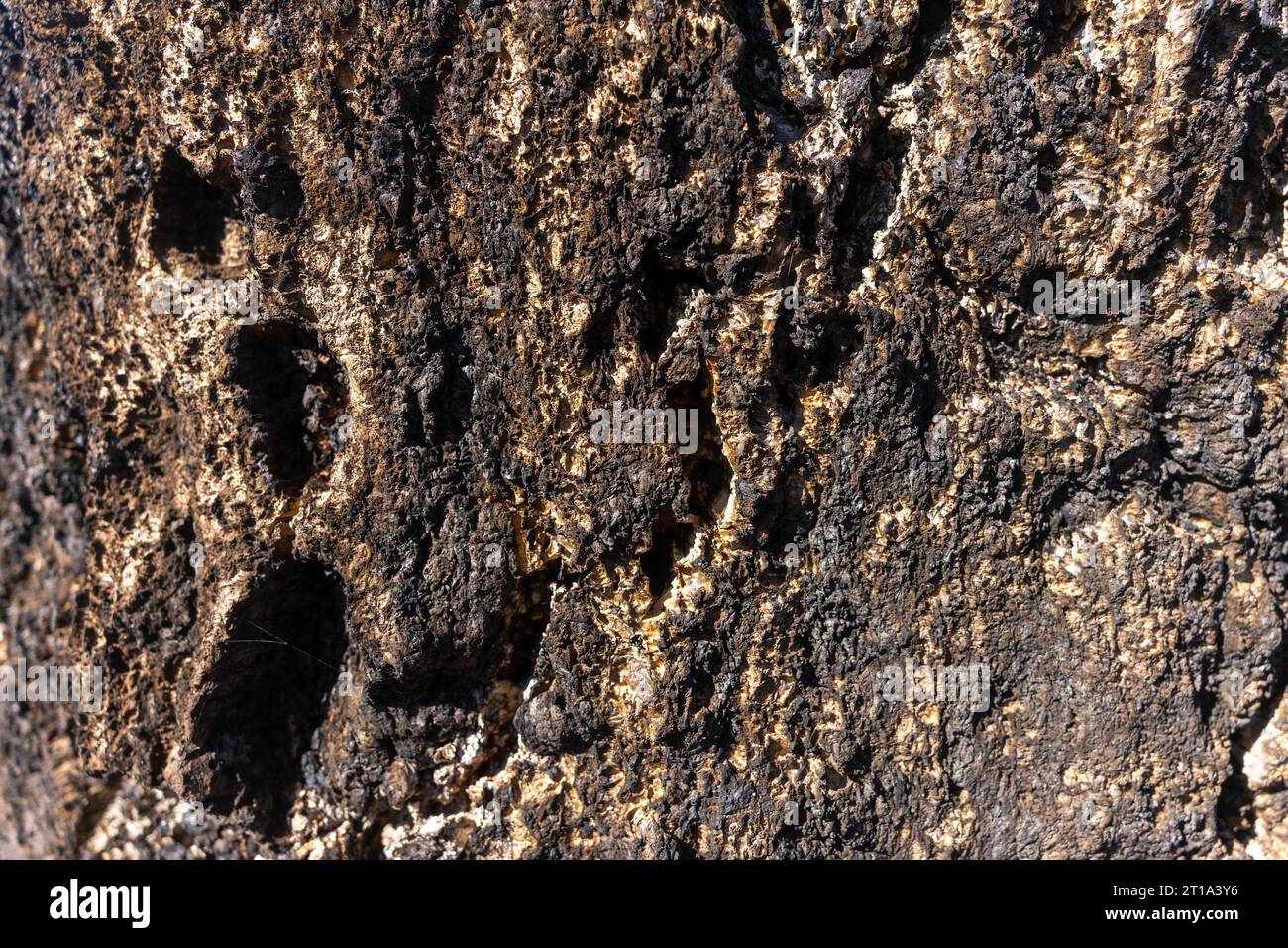 Textured skin pattern showcasing hi-res stock photography and images ...