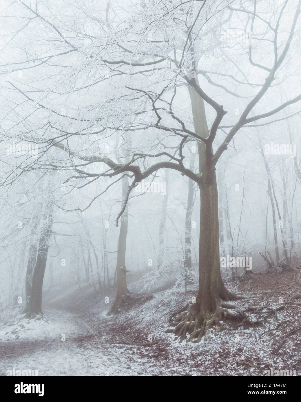 Beautiful winter woodland scene hi-res stock photography and images - Alamy