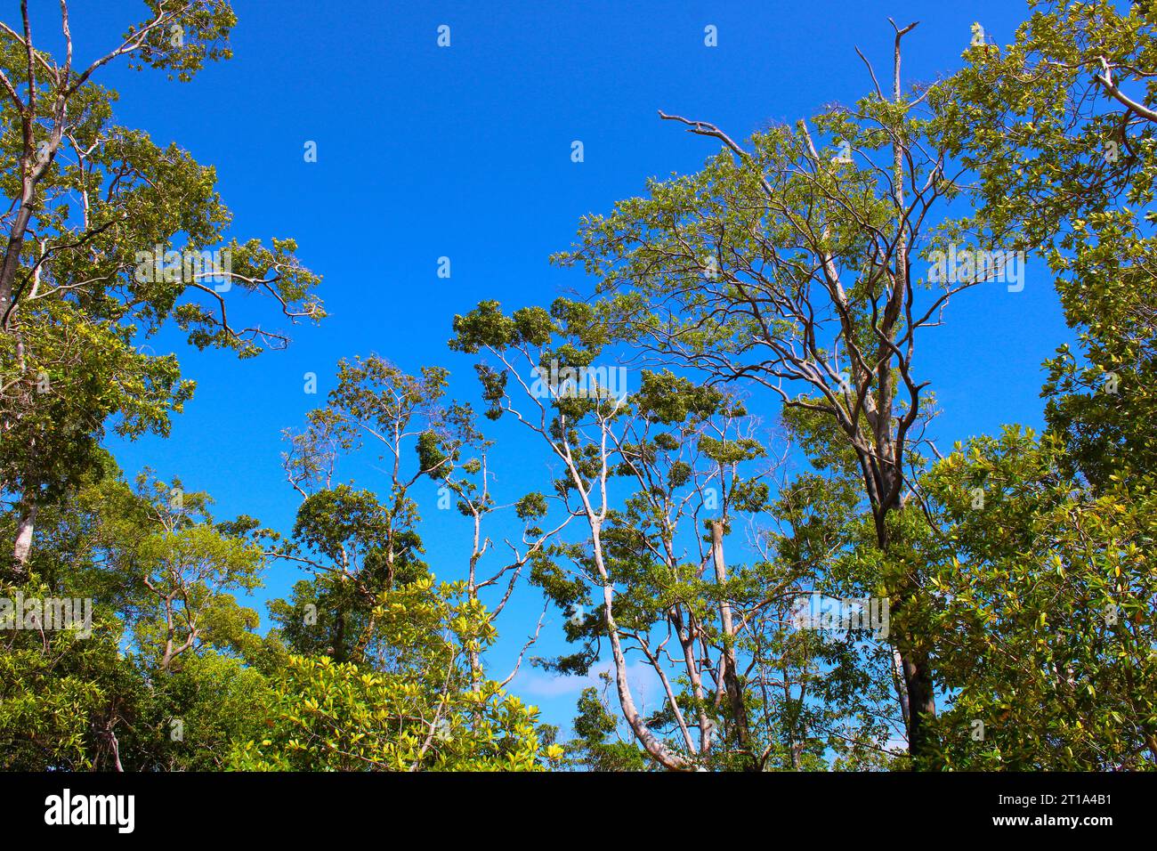 treetops in the sky Stock Photo - Alamy