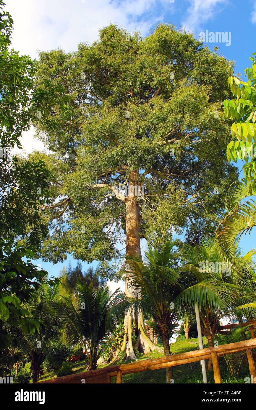 Mosqueiro island hi-res stock photography and images - Alamy