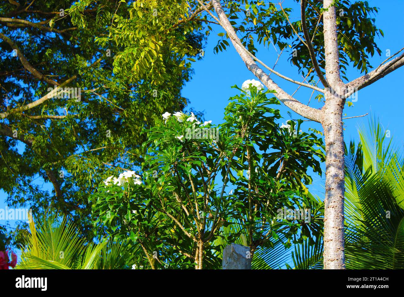 Mosqueiro island hi-res stock photography and images - Alamy