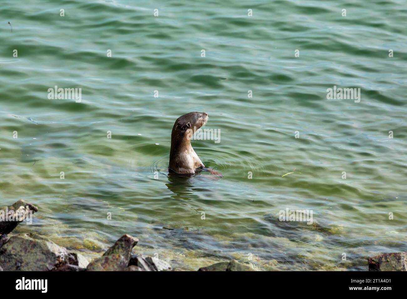 A lone female smooth coated otter scans the shoreline nervously from ...