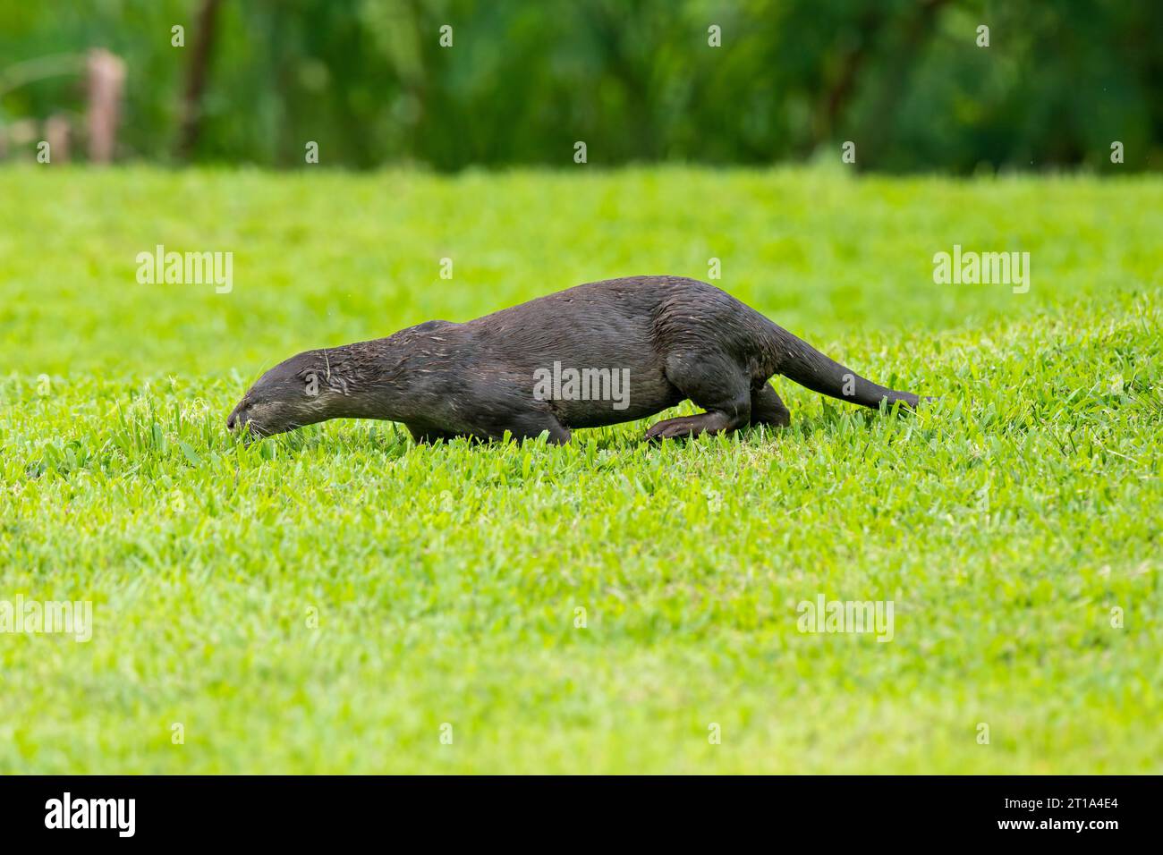 A lone female smooth coated otter nervously sniffs ground scent after ...
