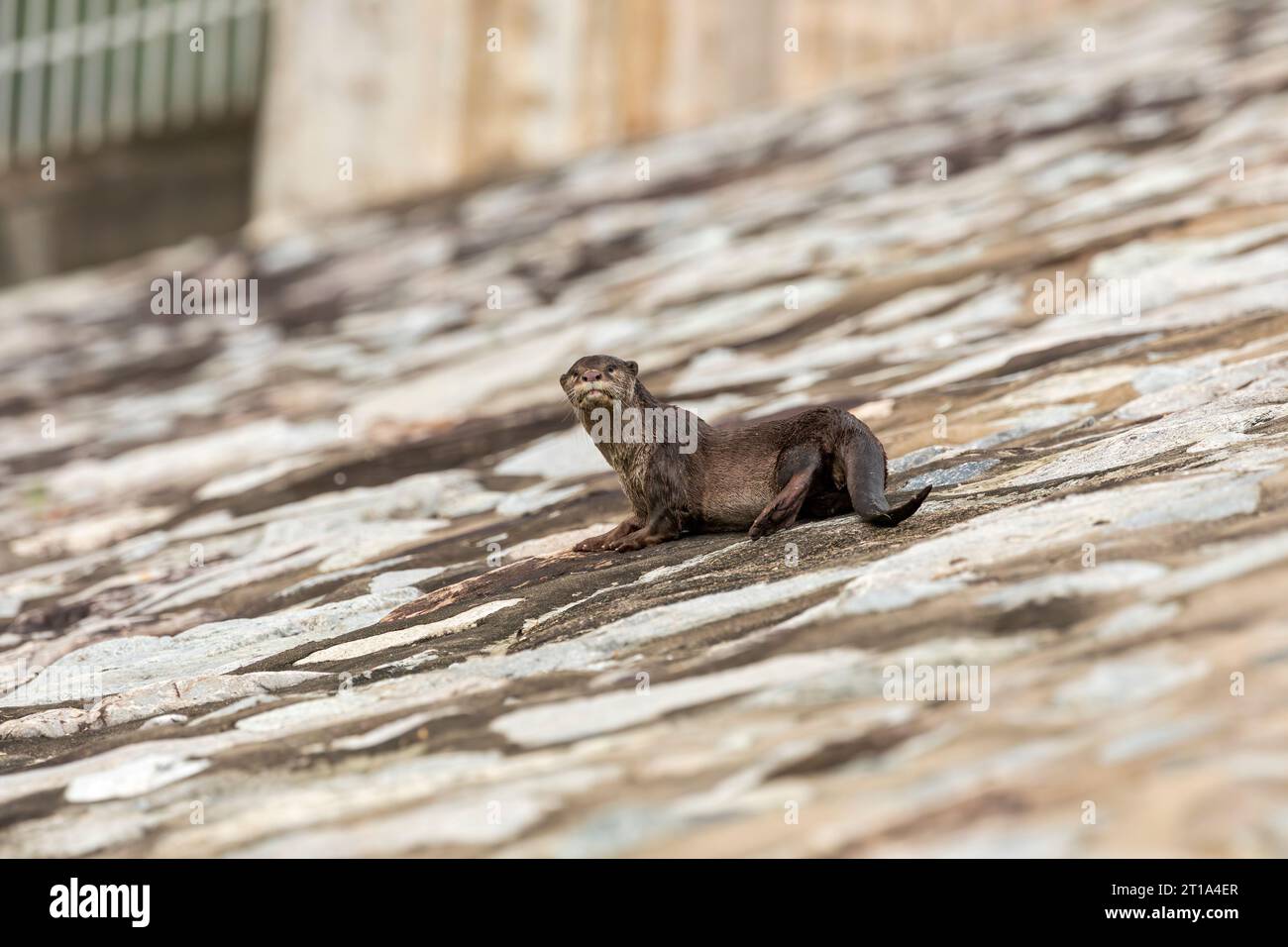 A lone female smooth coated otter cautiously rests on the edge of a ...