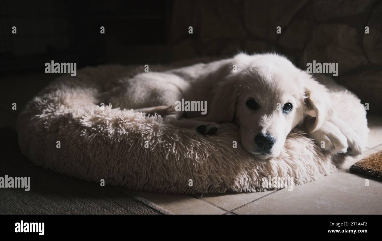 Colour photography of a beautiful cute golden retriever puppy resting ...