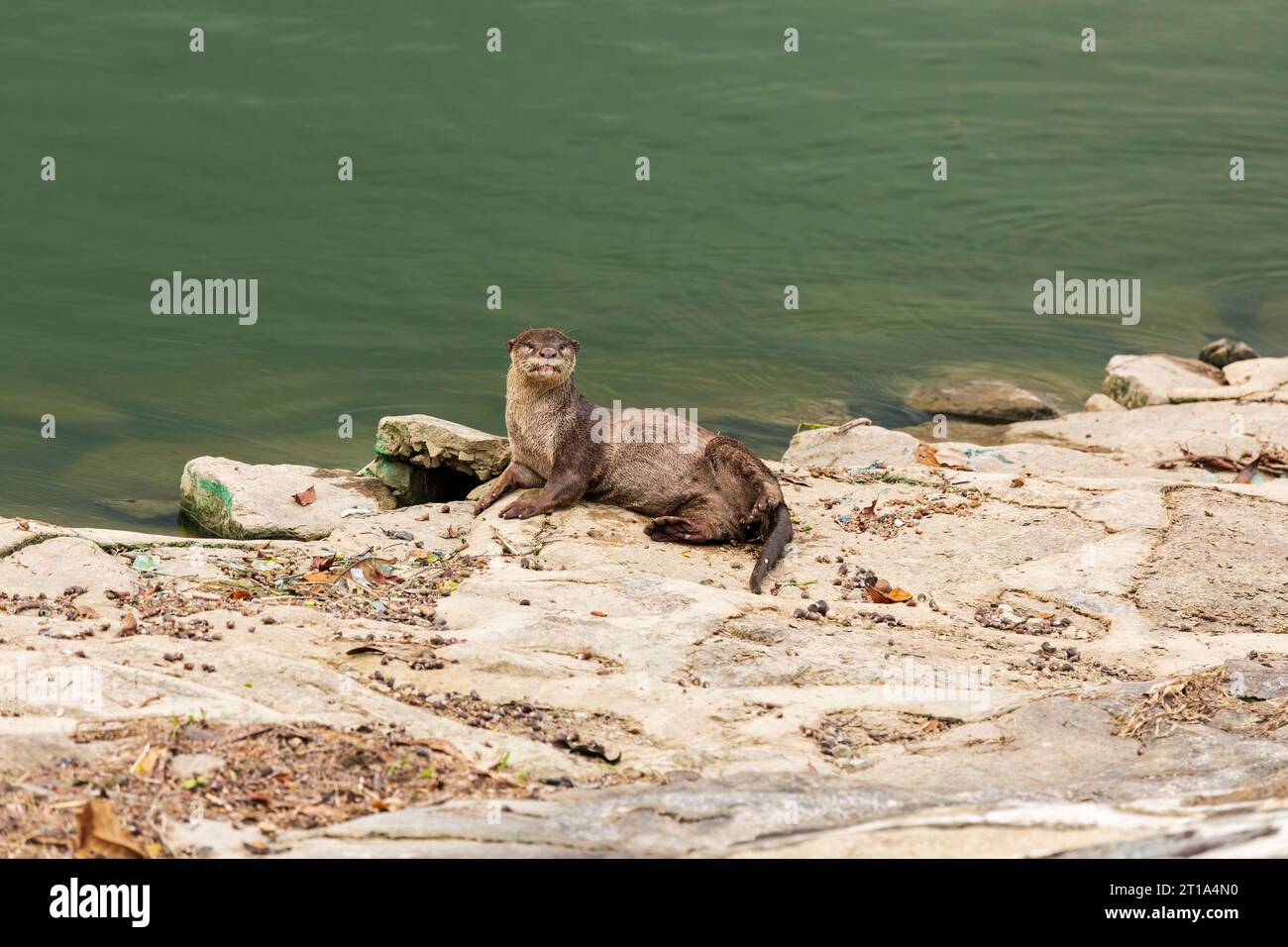 A lone female smooth coated otter cautiously rests on the edge of a ...