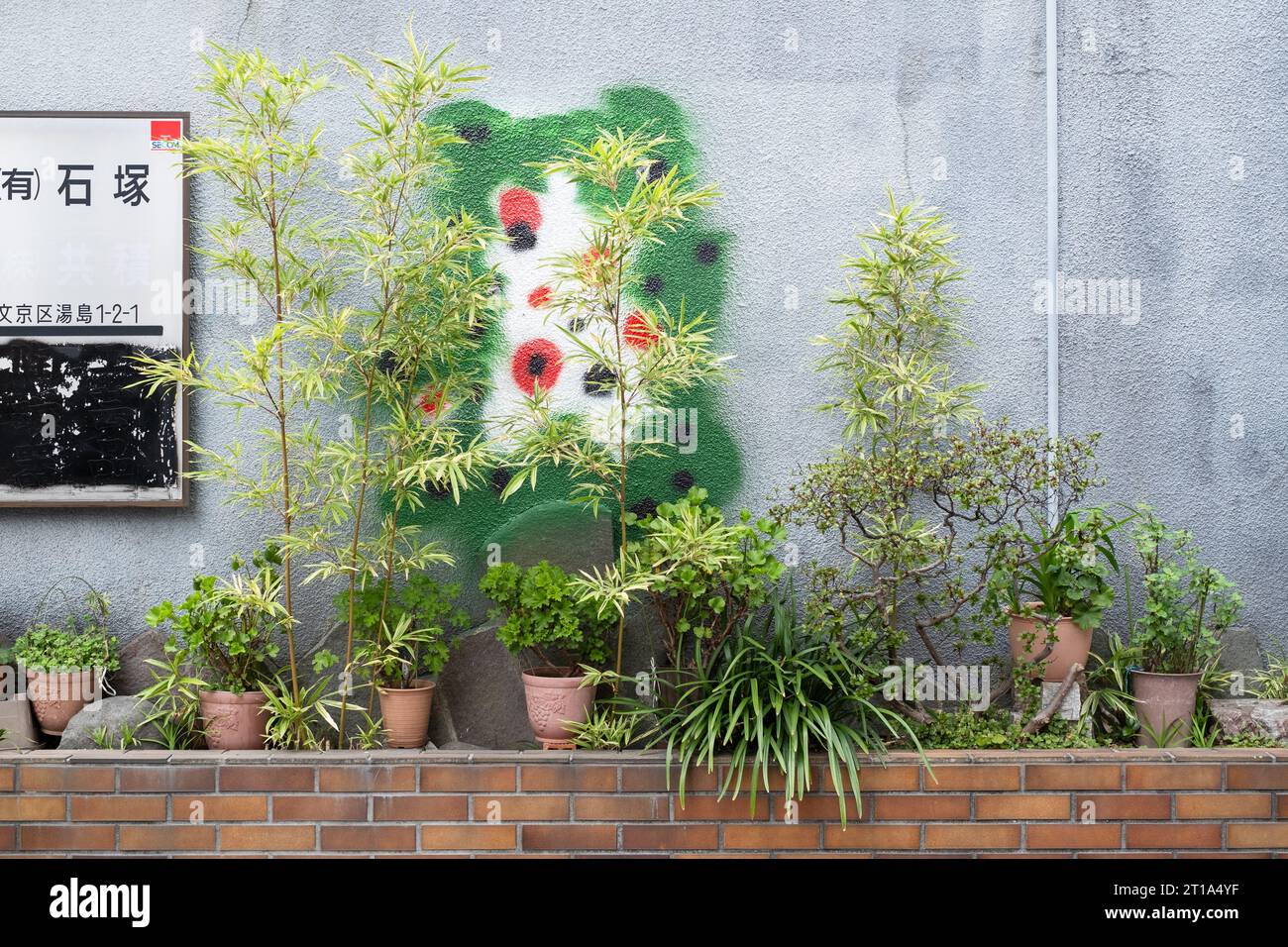 Plants along a wall in Akihabara, Tokyo, Japan Stock Photo - Alamy