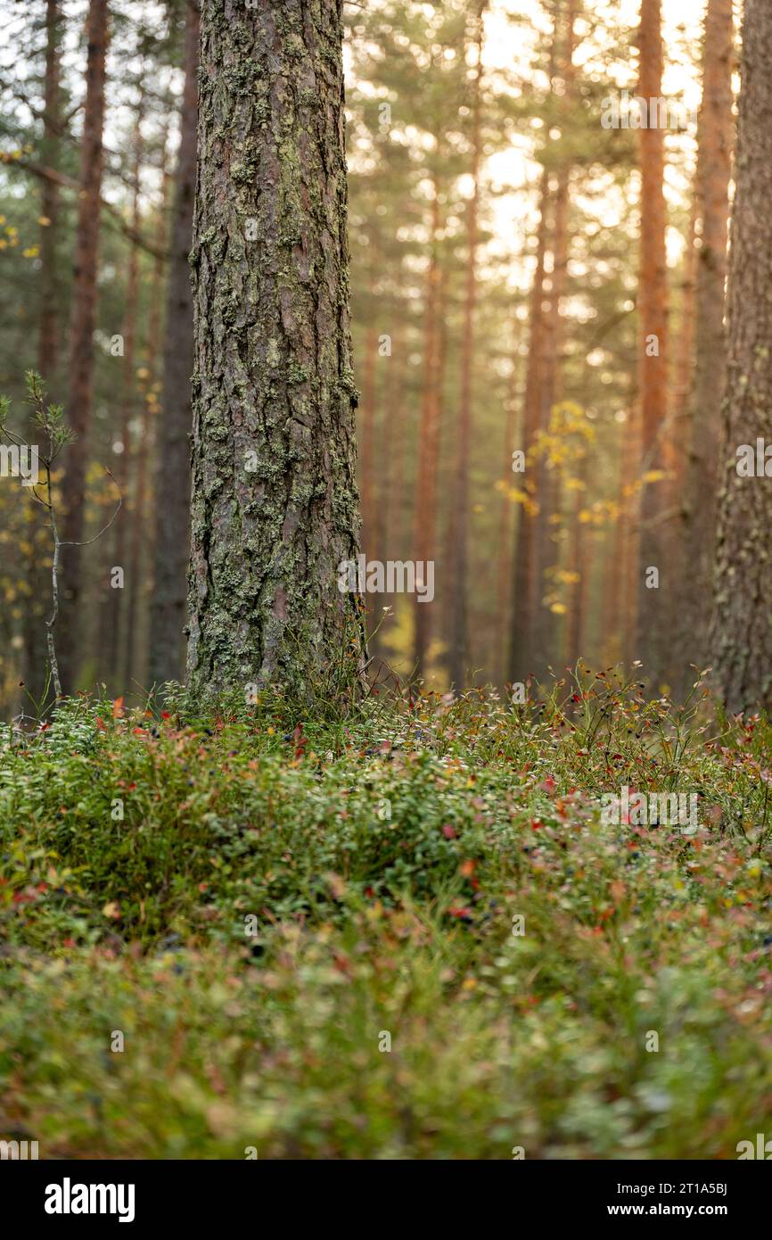 focus on pine tree in beautiful green forest scenery Stock Photo - Alamy