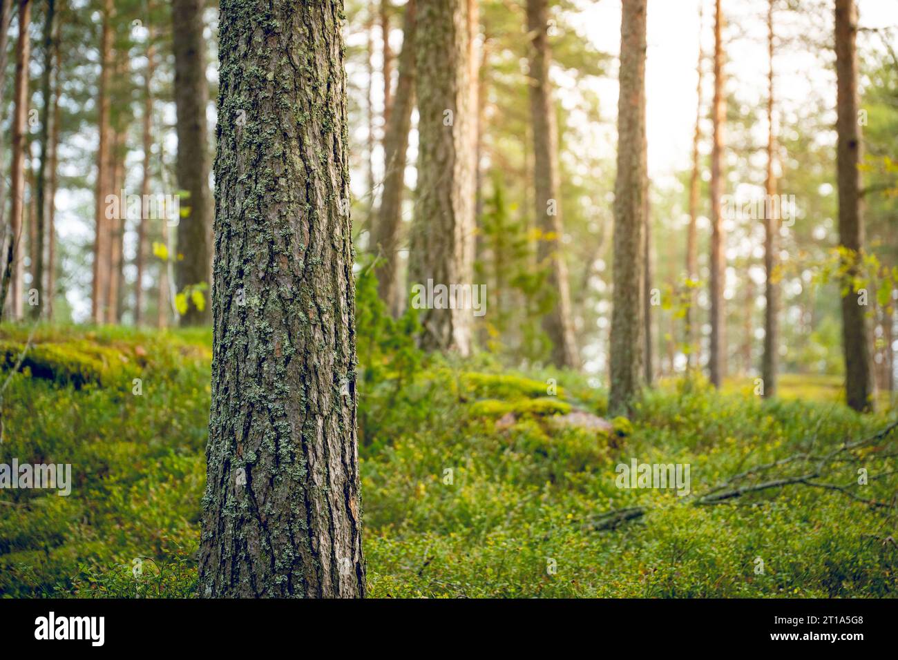 focus on pine tree in beautiful green forest scenery Stock Photo - Alamy