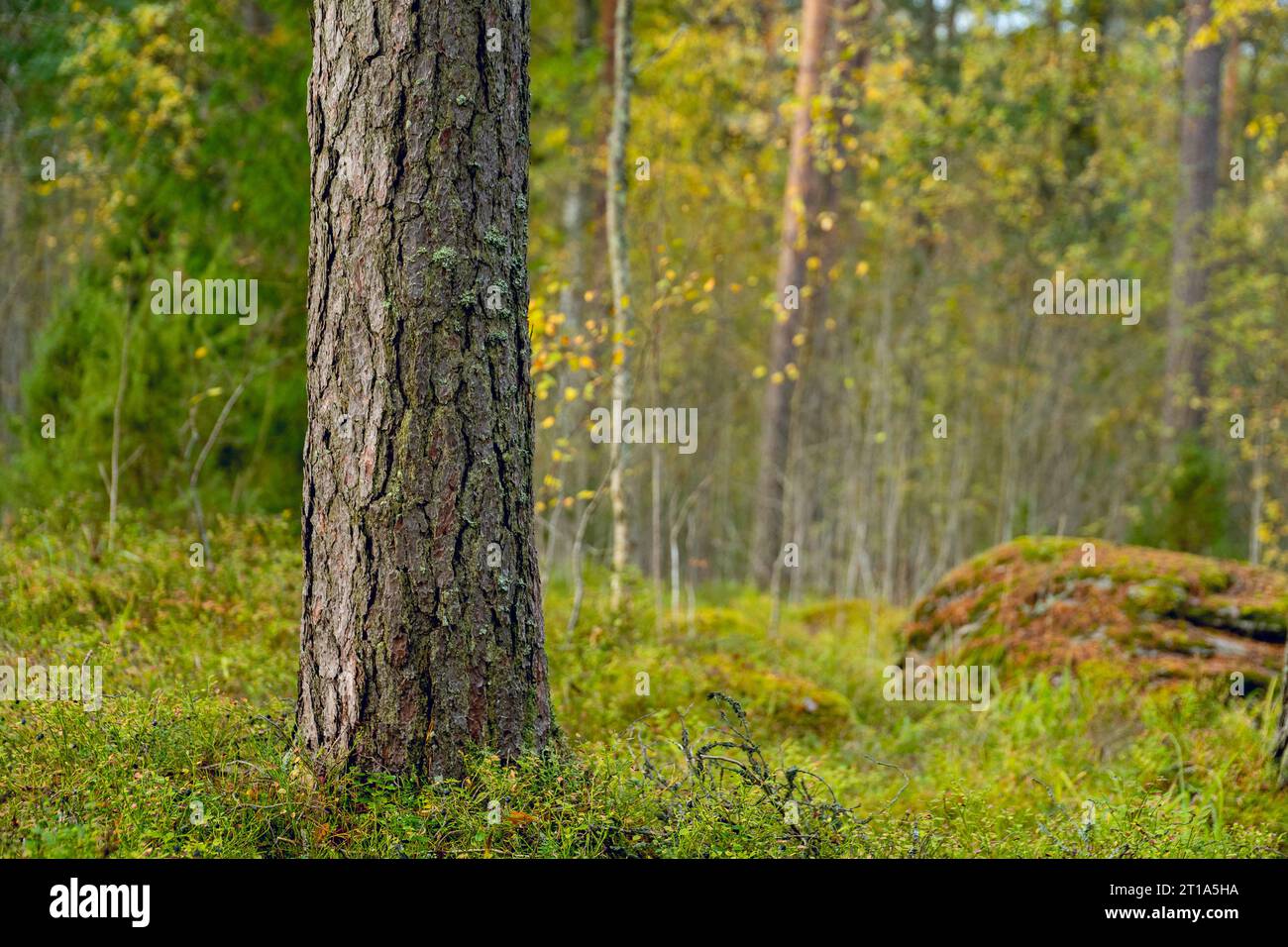focus on pine tree in beautiful green forest scenery Stock Photo - Alamy