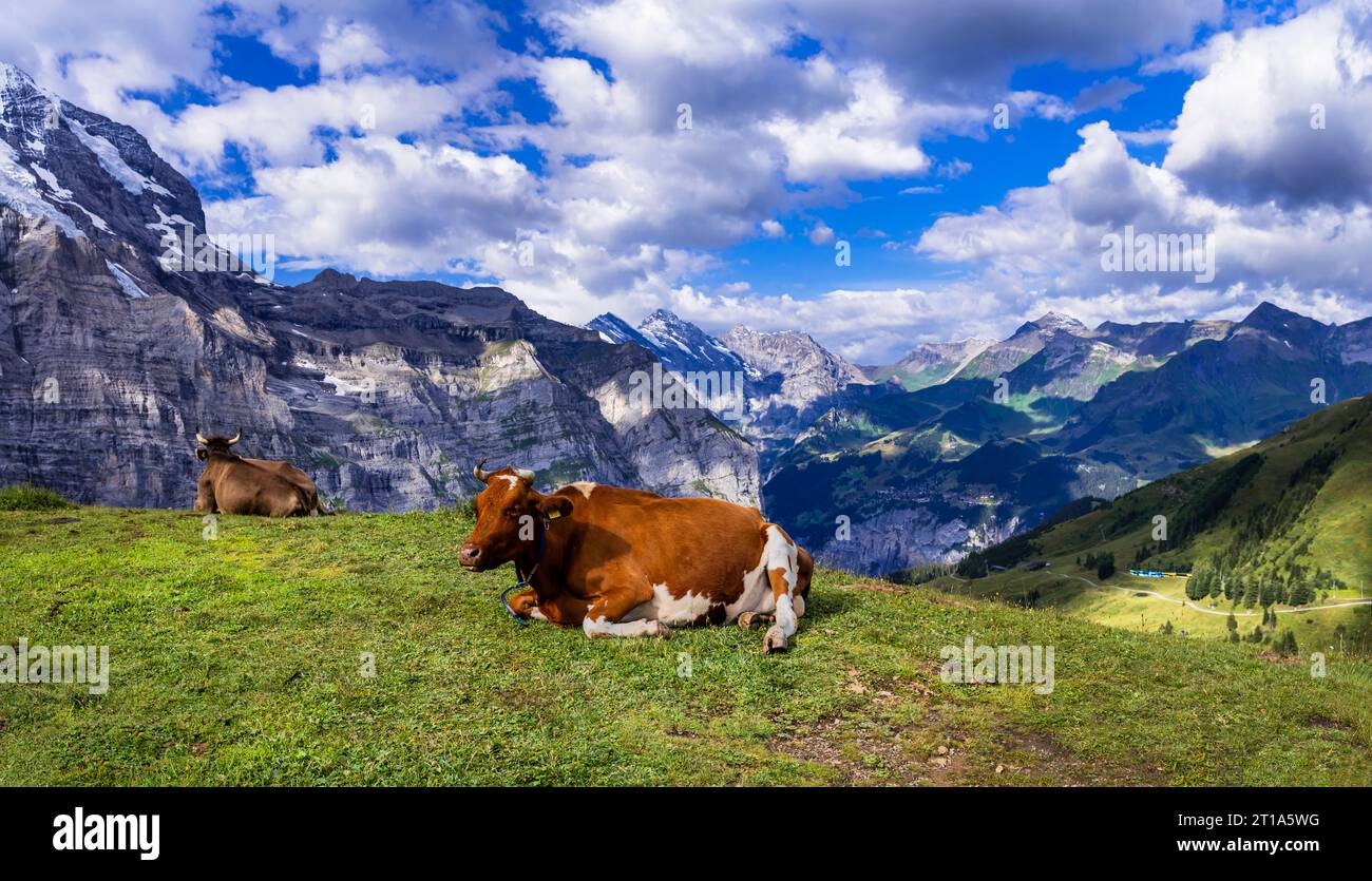 Switzerland nature scenery. Green swiss pastures fields with cows ...
