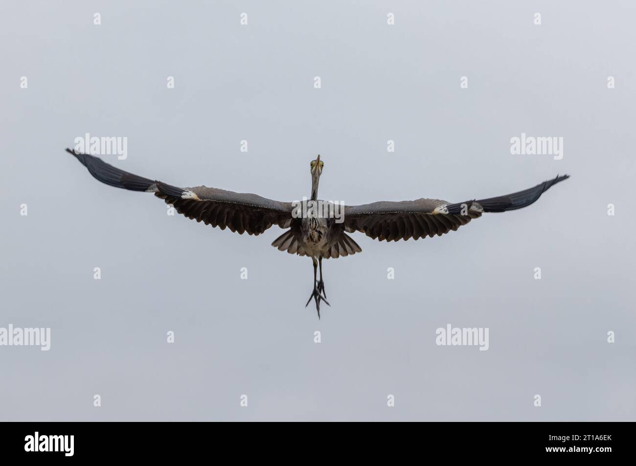 Grey heron bird "Ardea cinerea" flying. Front underside view showing ...
