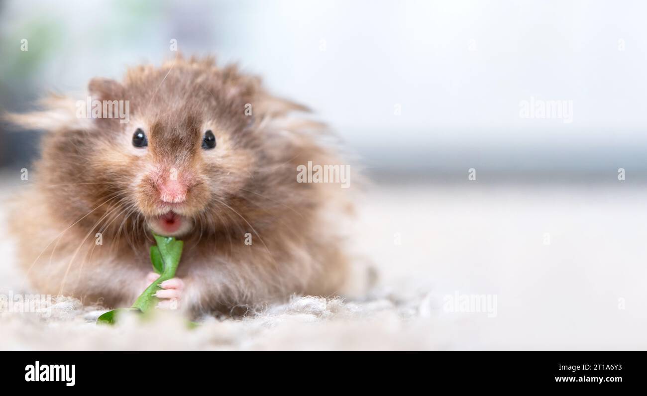 Hamster eating grape hi-res stock photography and images - Alamy