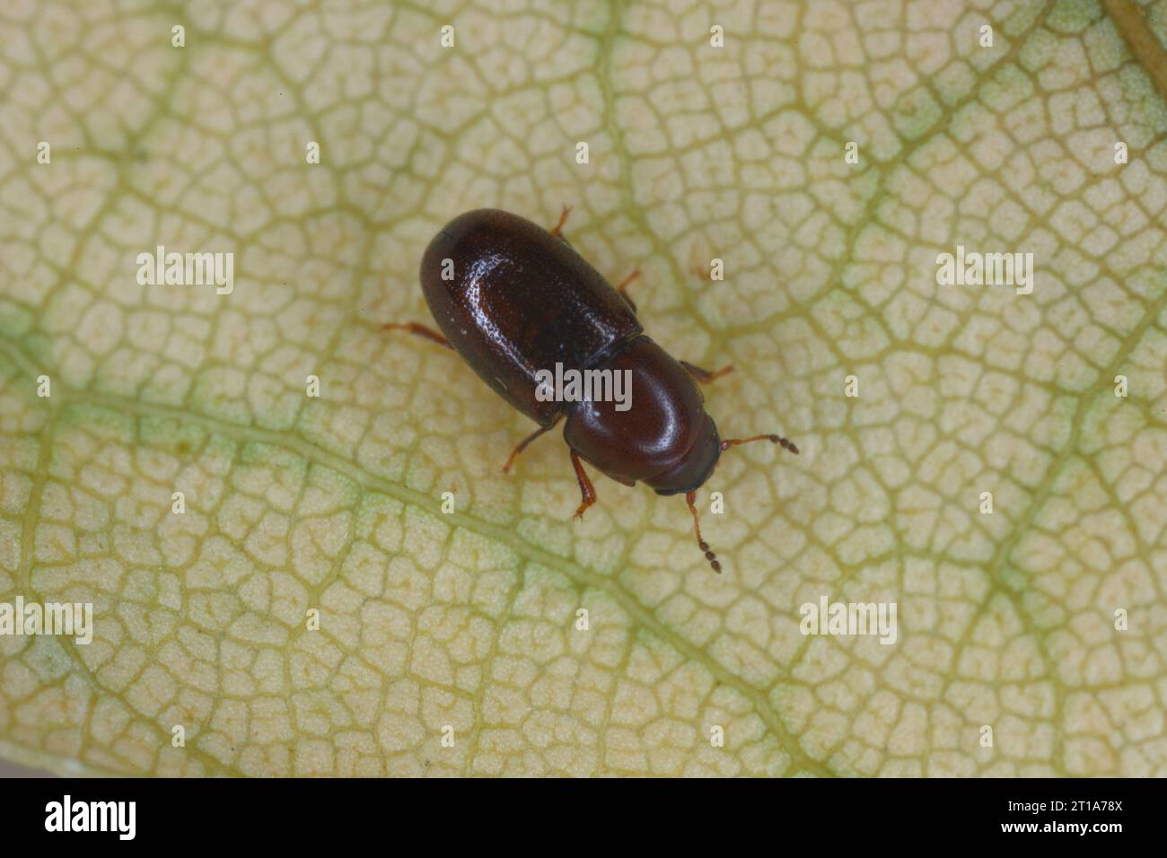 Minute tree fungus beetle in the family Ciidae on a leaf Stock Photo - Alamy