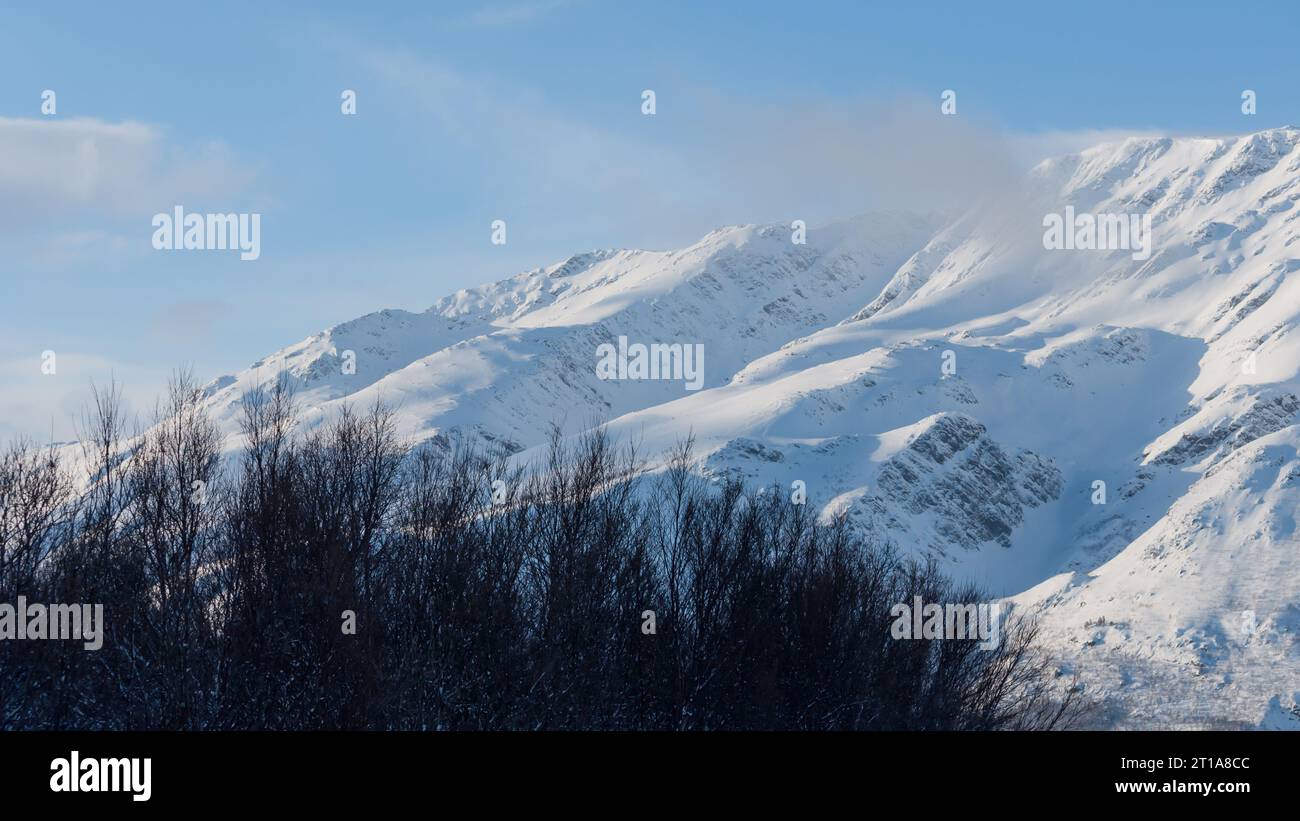 Leafless trees with snowy mountains in the background in northern ...