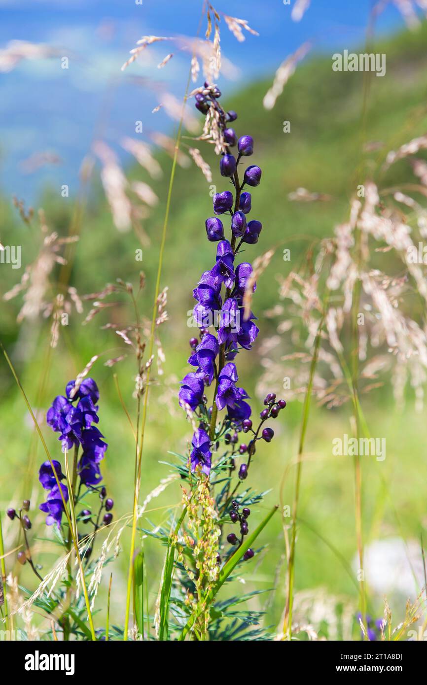 Blue bells flowers in the Alps mountains in summer. Purple flowers ...