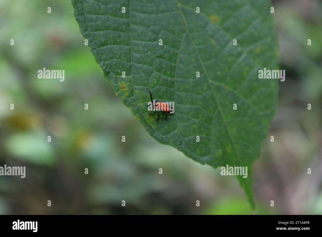 Net winged beetles hi-res stock photography and images - Alamy