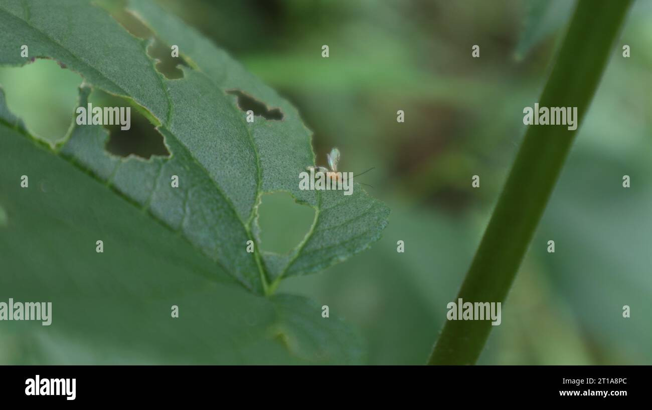 An unknown tiny insect similar to Parasitoid wasps or Braconidae wasps ...