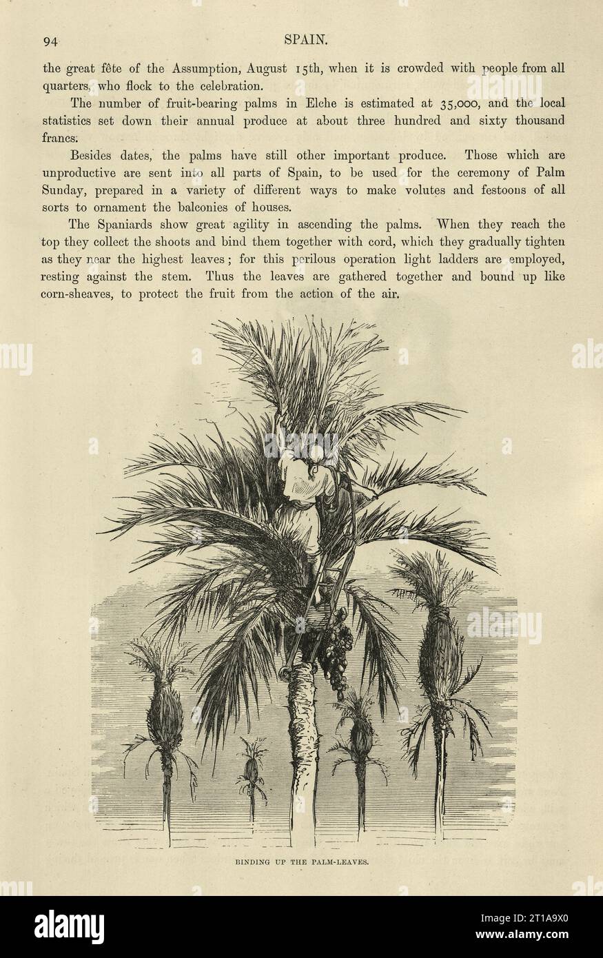 Binding up the palm leaves, Spain by Baron ch. D'Avillier, illustrated ...