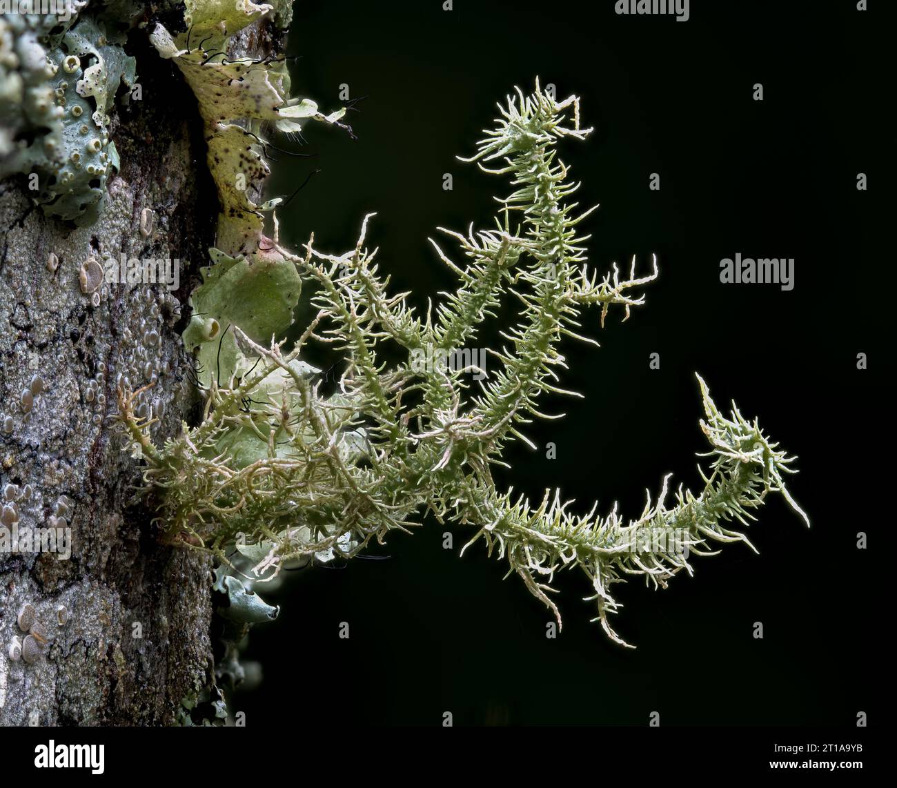 Macro view of beard lichen on tree trunk Stock Photo - Alamy