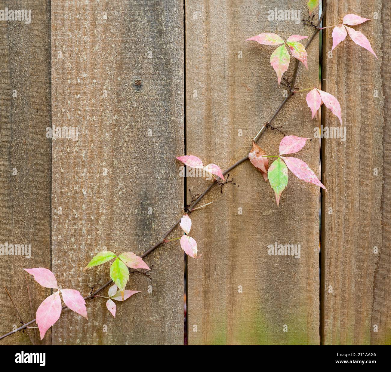 Parthenocissus quinquefolia, known as Virginia creeper, Victoria ...