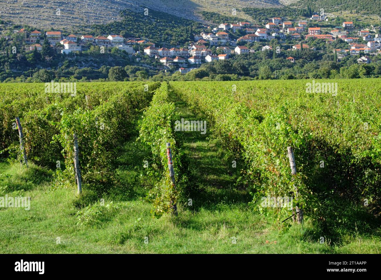 Vineyard bosnia hi-res stock photography and images - Alamy