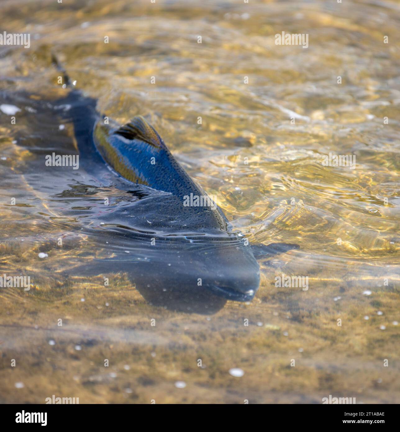 Salmon Run in Ganaraska River at Corbetts Dam Fish Ladder, Port Hope ON ...