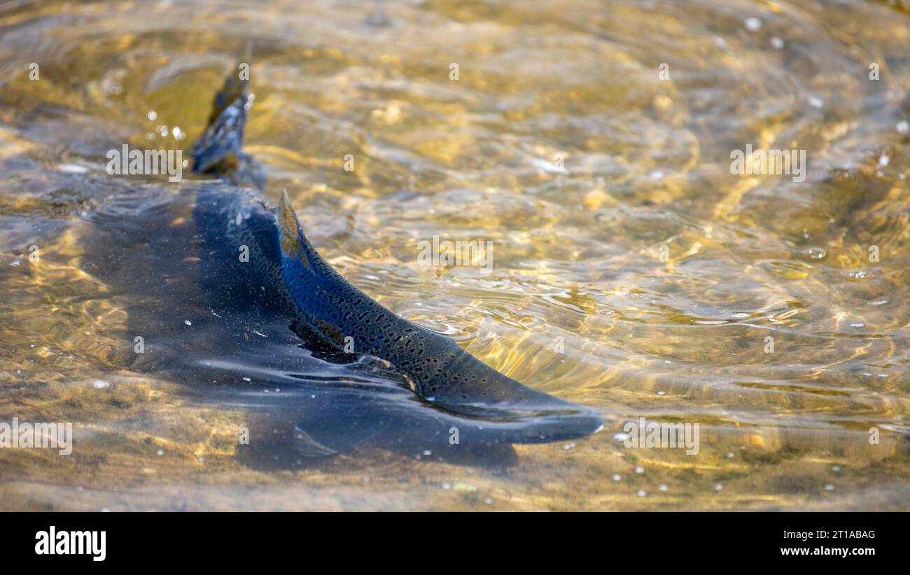Salmon Run in Ganaraska River at Corbetts Dam Fish Ladder, Port Hope ON ...